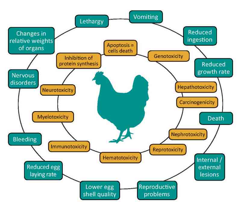 mycotoxins-in-poultry | Pancosma