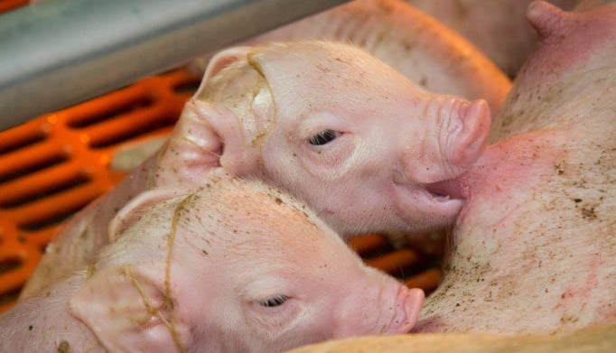 Well-developed immune system vital for newborn piglet - Pancosma