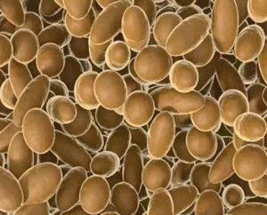 Pichia guilliermondii yeast - Pancosma